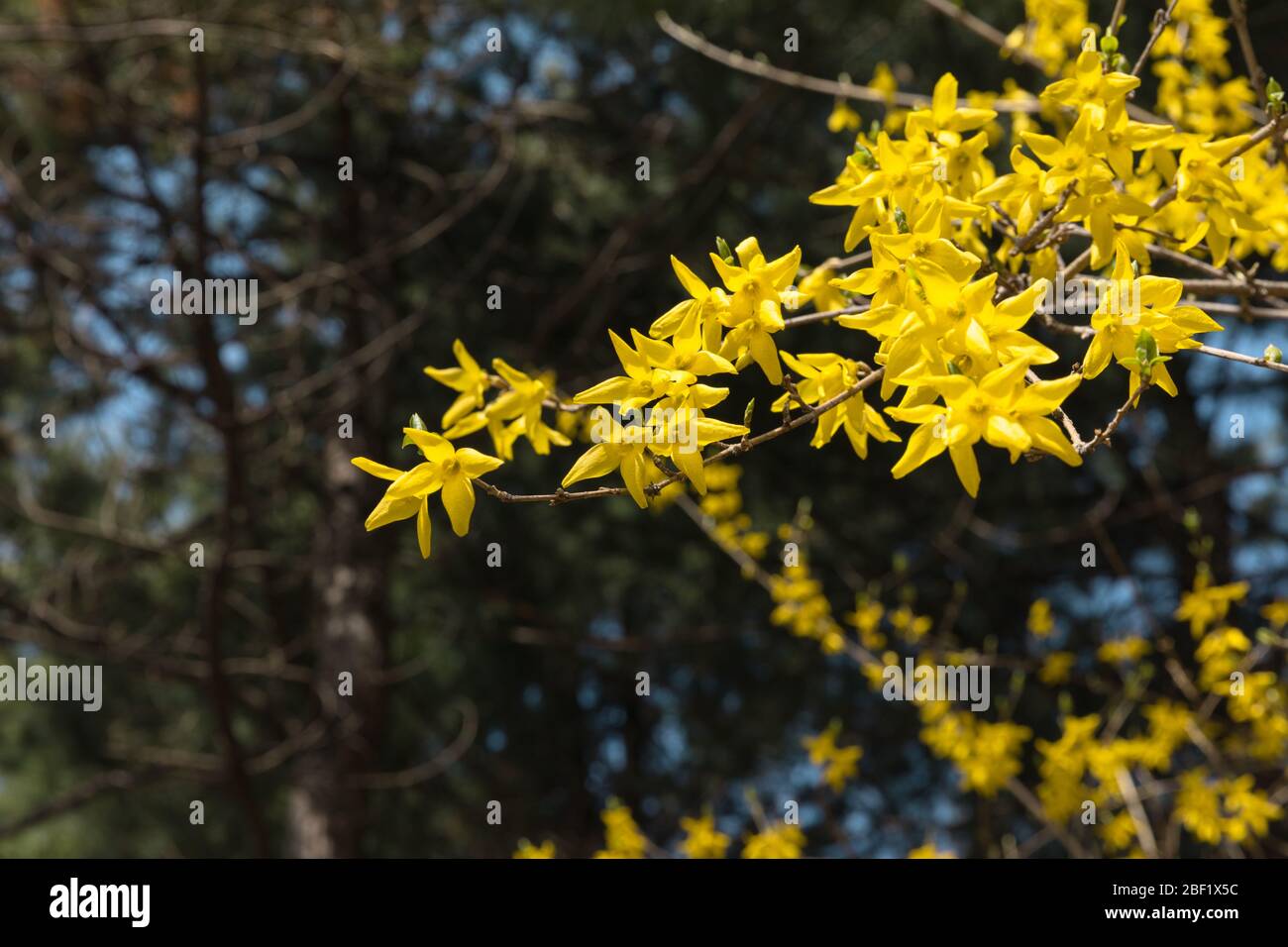 Forsythia tree hi-res stock photography and images - Alamy