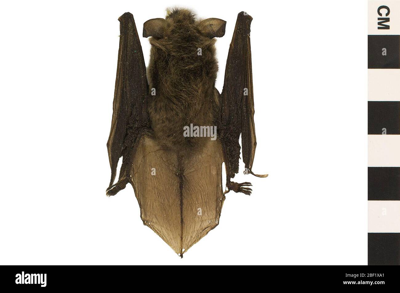 Keens bat hi-res stock photography and images - Alamy
