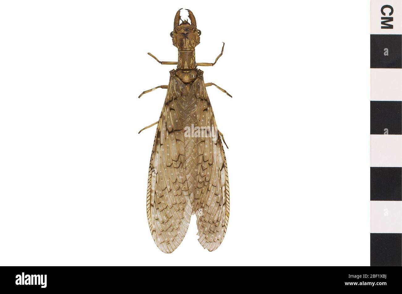 Dobsonfly hi-res stock photography and images - Alamy