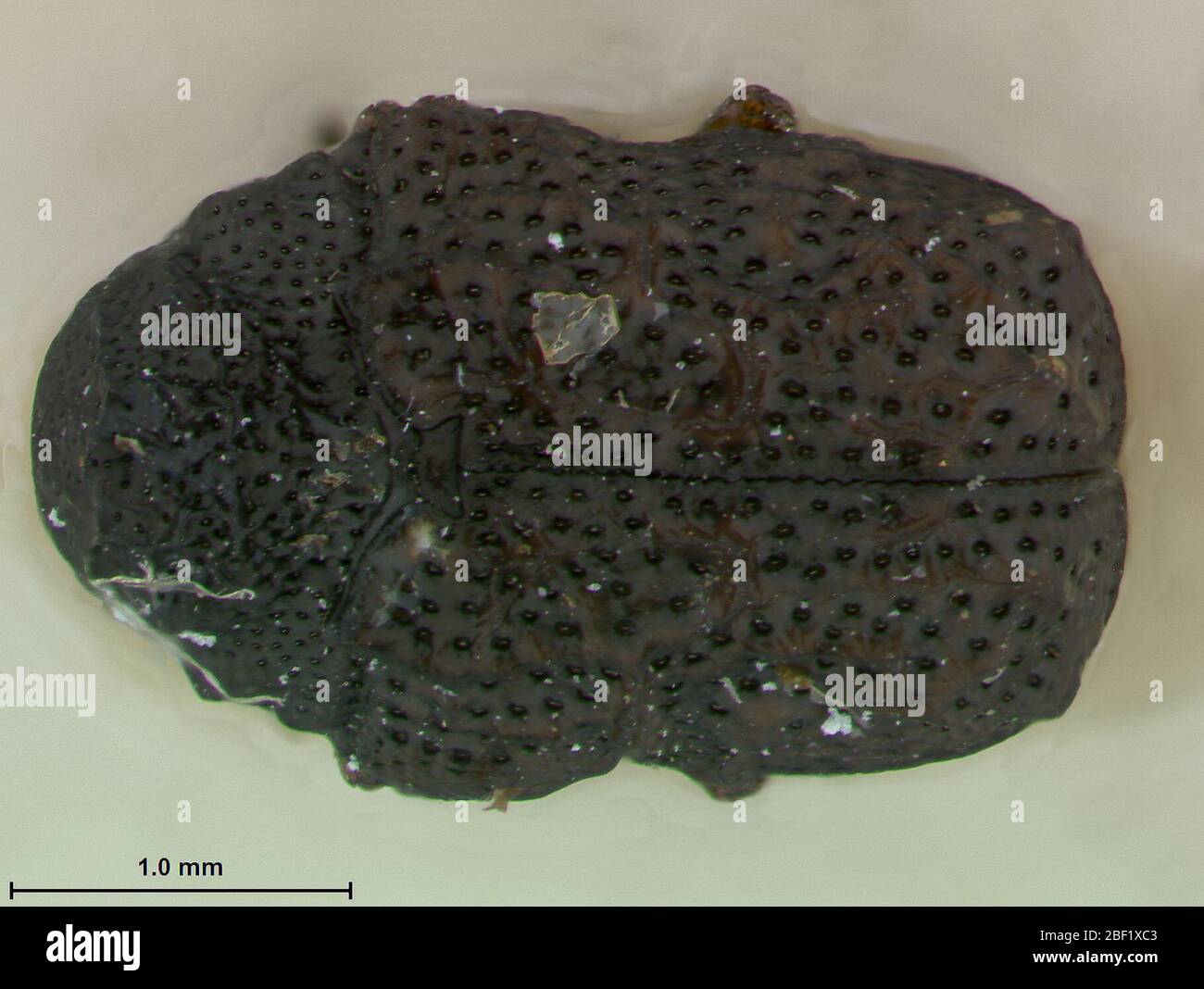 Chlamisus hi-res stock photography and images - Alamy