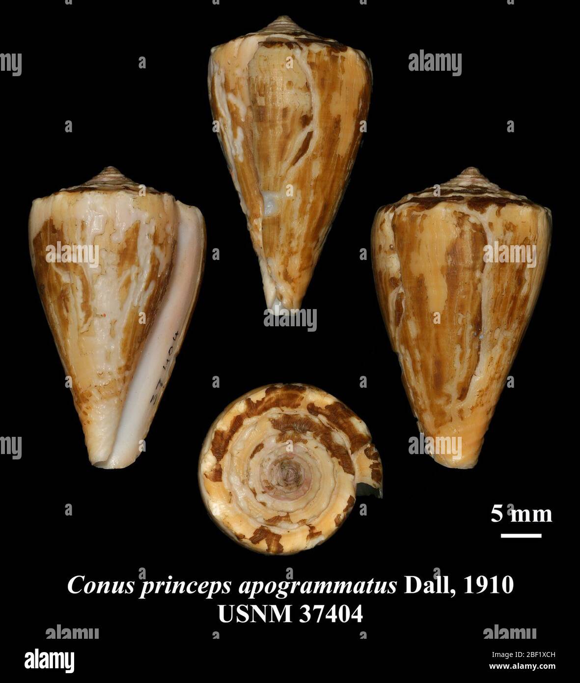 Conus princeps hi-res stock photography and images - Alamy