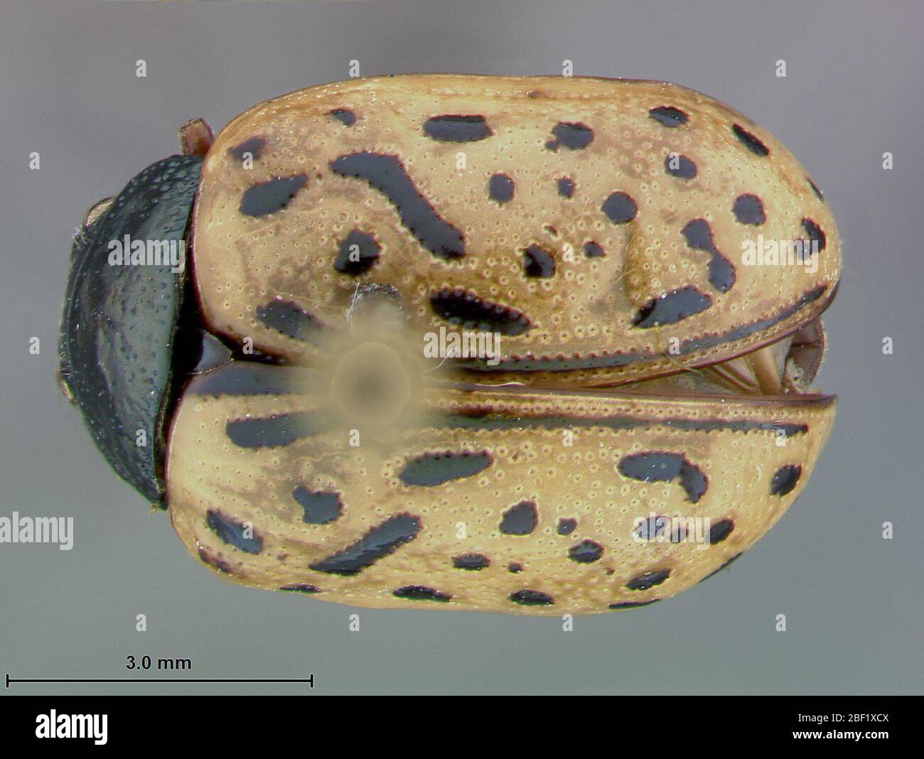 Calligrapha amelia. Label: alder2 Mar 20171 Stock Photo - Alamy