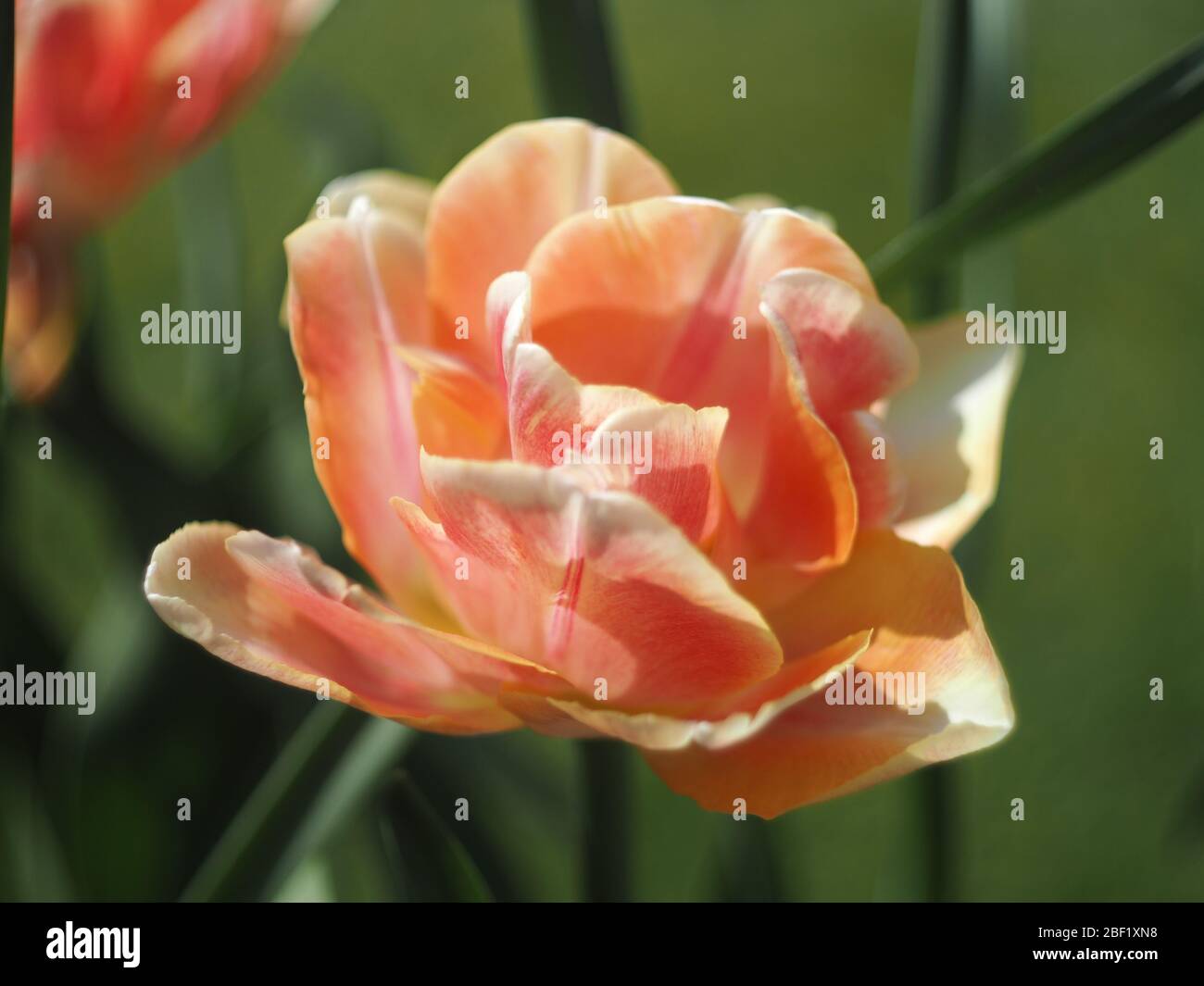 Tulip about to open hi-res stock photography and images - Alamy
