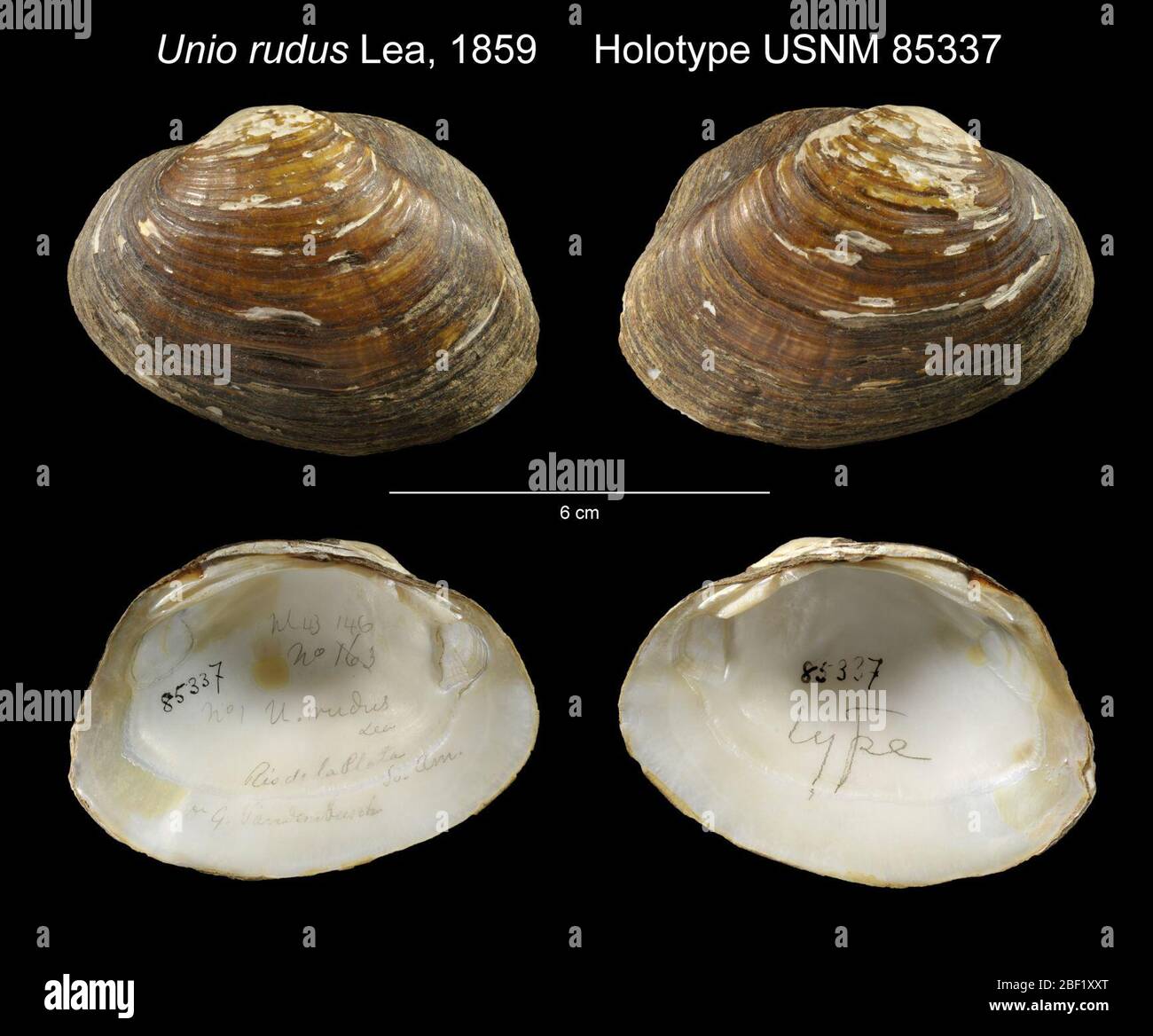 Rudus hi-res stock photography and images - Alamy