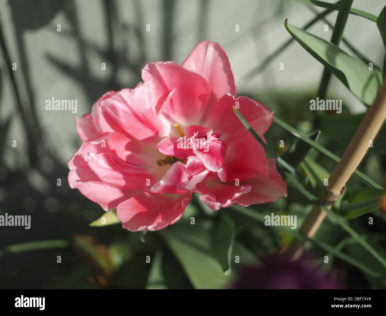 Pink Tulip flower, fully open Stock Photo - Alamy
