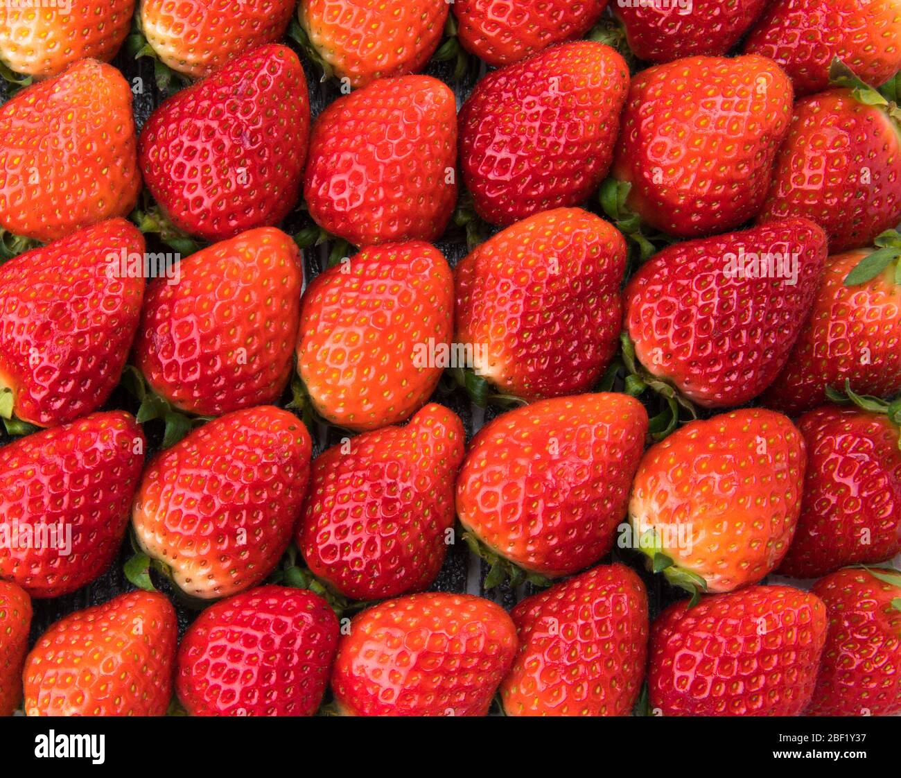 Many orange Hallabongs seen from above. (Korea, Jeju Island specialties ...