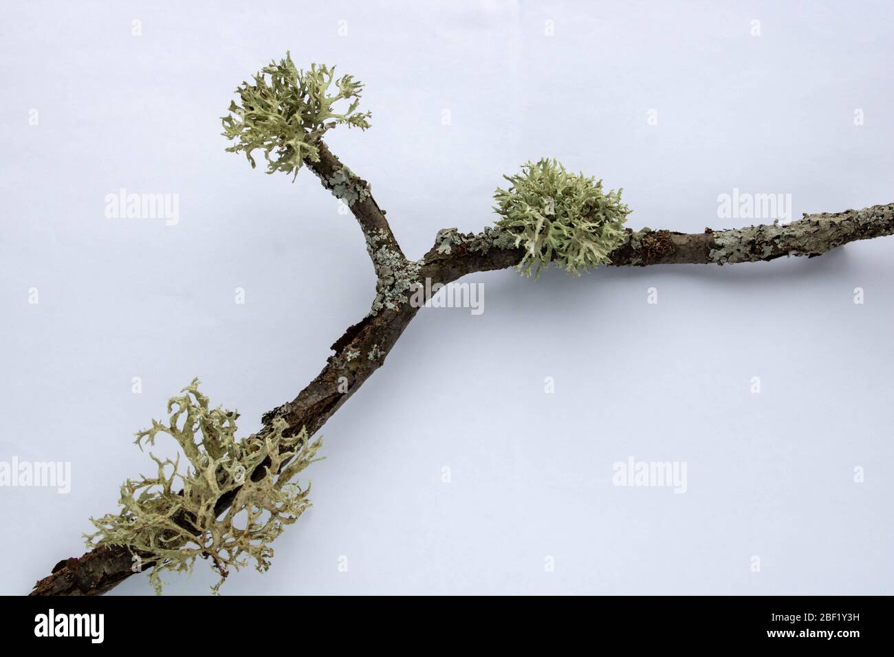 Lichen on a branch isolated on white background hi-res stock ...