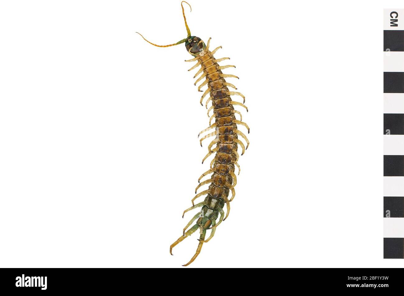 Tiger centipede hi-res stock photography and images - Alamy