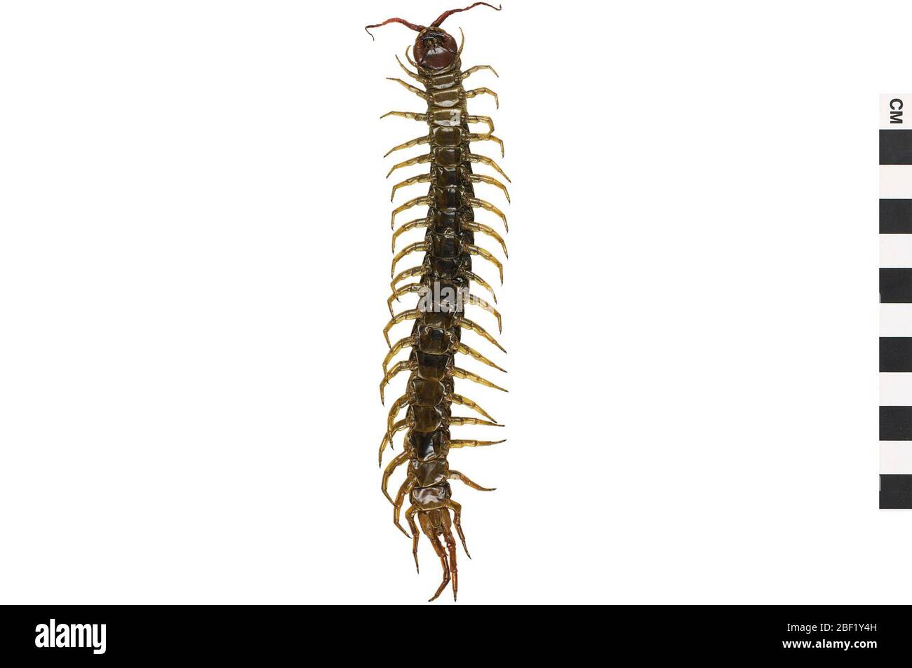 Giant Redheaded Centipede. This object is part of the Education and ...