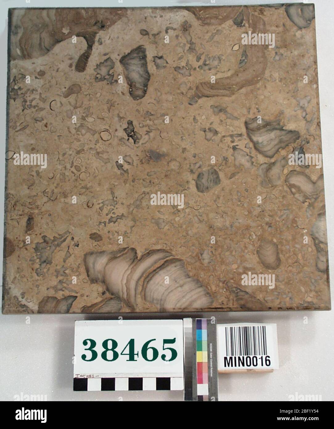 Fossiliferous limestone. 20 Mar 20191 Stock Photo - Alamy