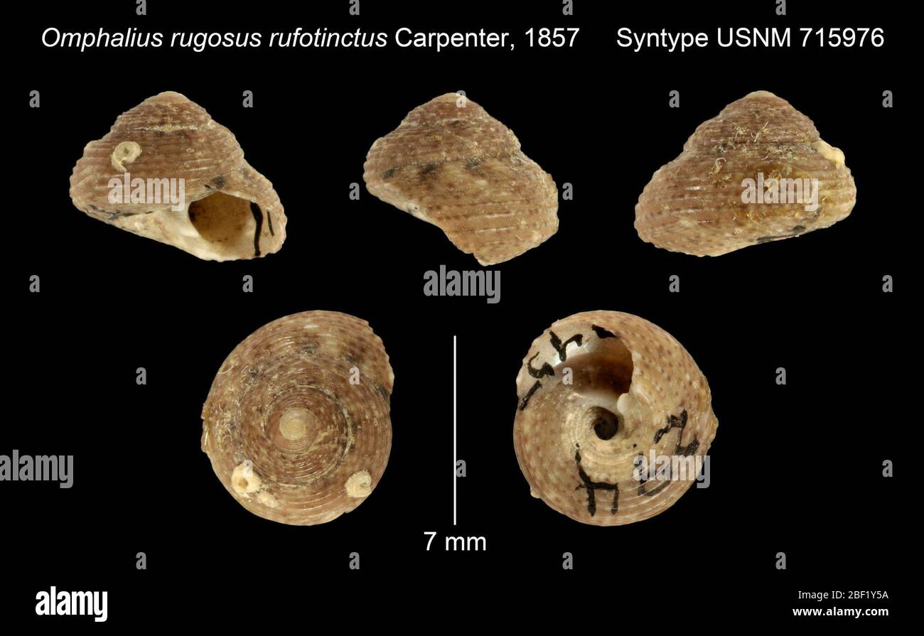 Omphalius rugosus rufotinctus. 23 Oct 20182 Stock Photo - Alamy