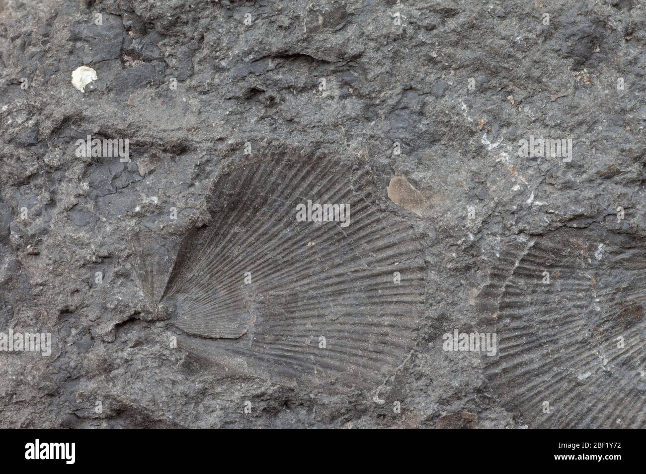 Fossil mollusc shells in rock. Somerset. Bristol Channel. British Isles ...