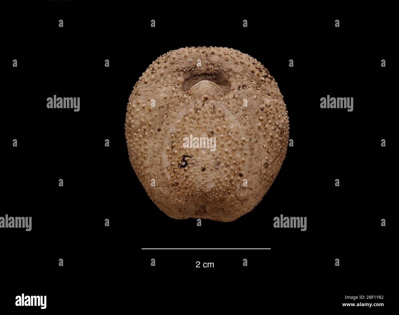Globular echinoderm hi-res stock photography and images - Alamy