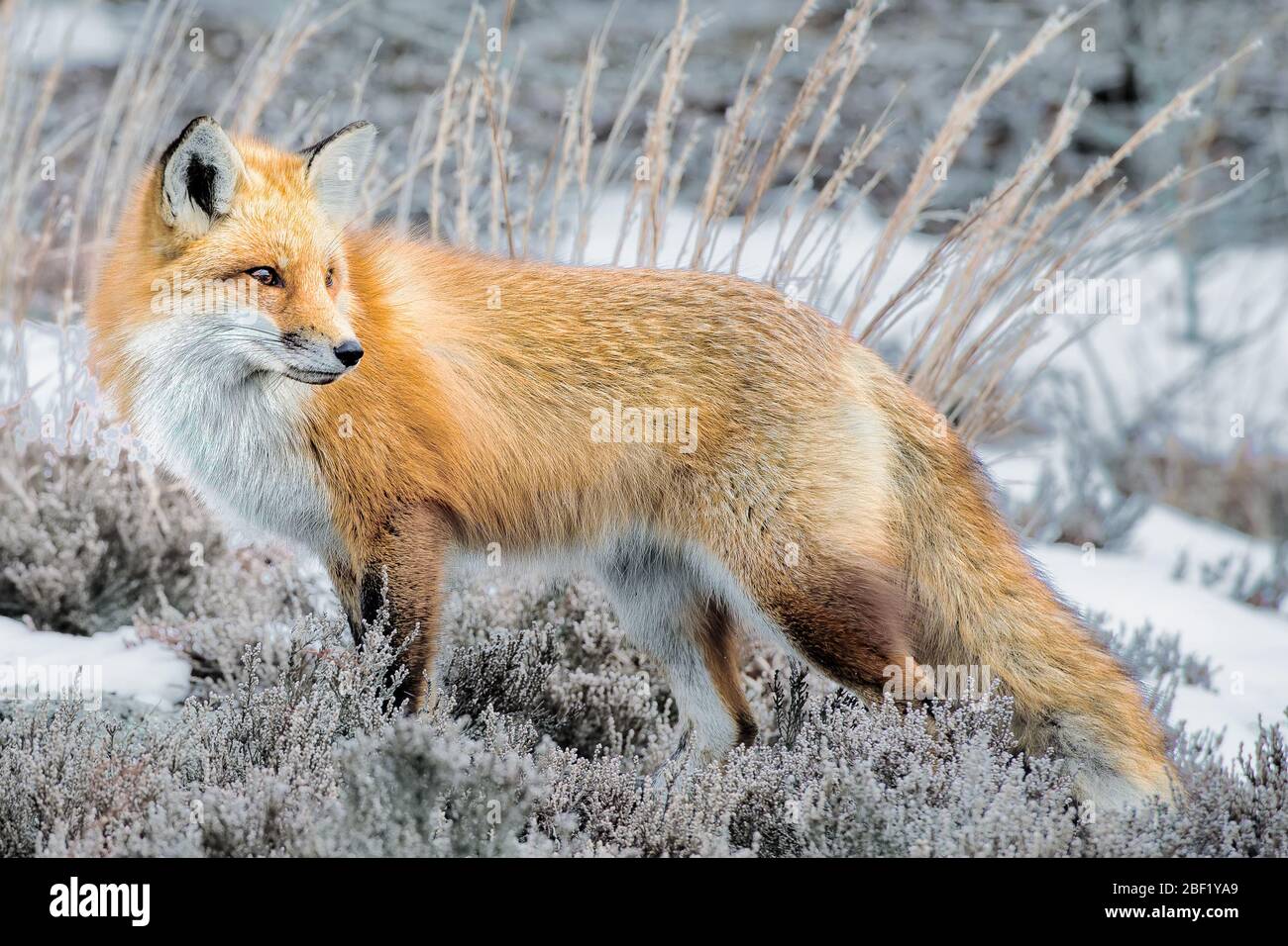 Red fox in a majestic pose with full body of fur looking away Stock ...