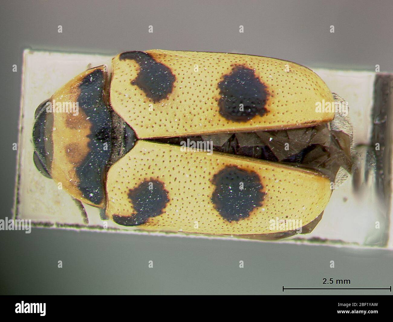 Aspidolopha thoracica. Monros collection label2 Mar 20171 Stock Photo ...