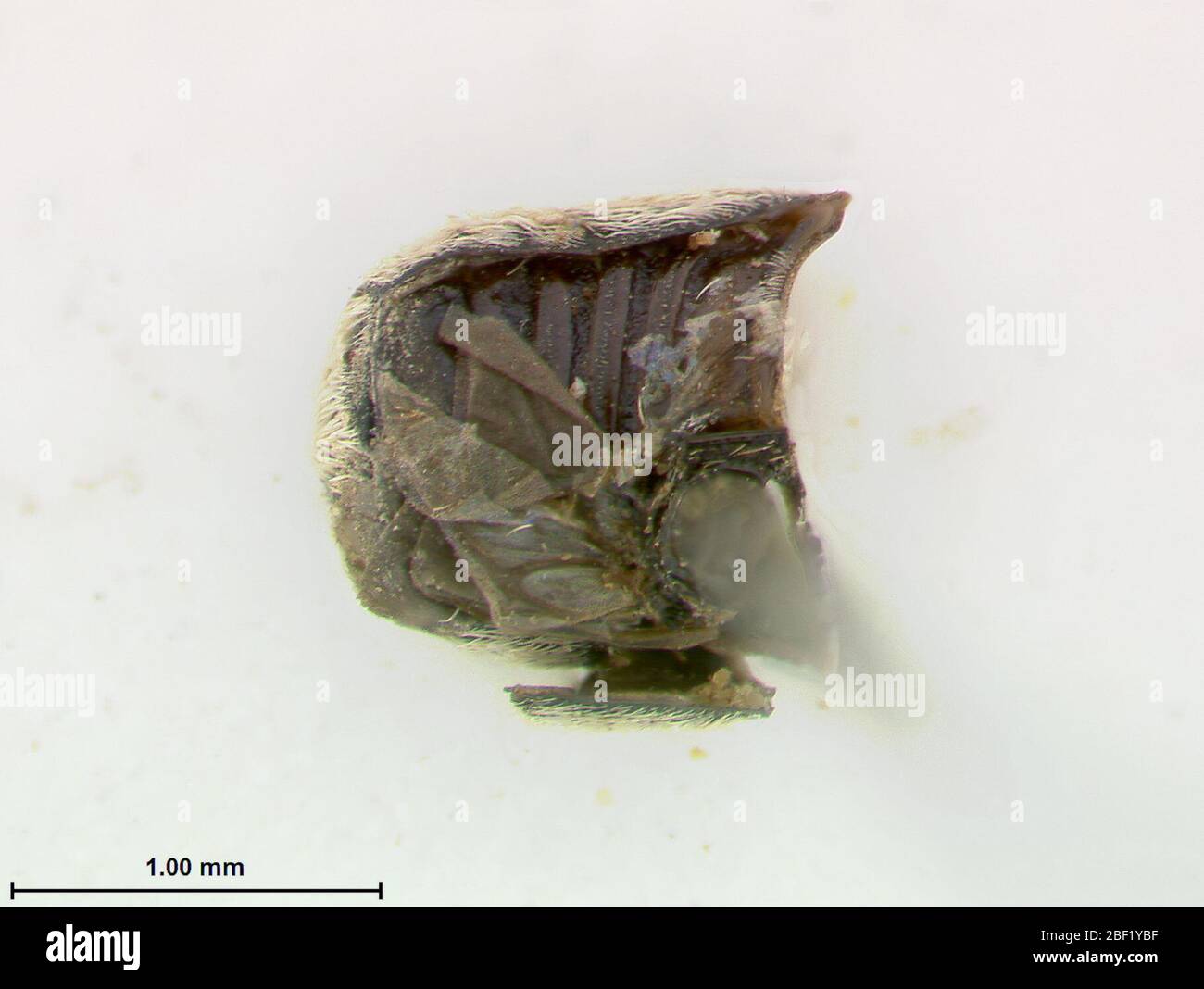 Coscinoptera soricina. Monros collection label2 Mar 20171 Stock Photo - Alamy