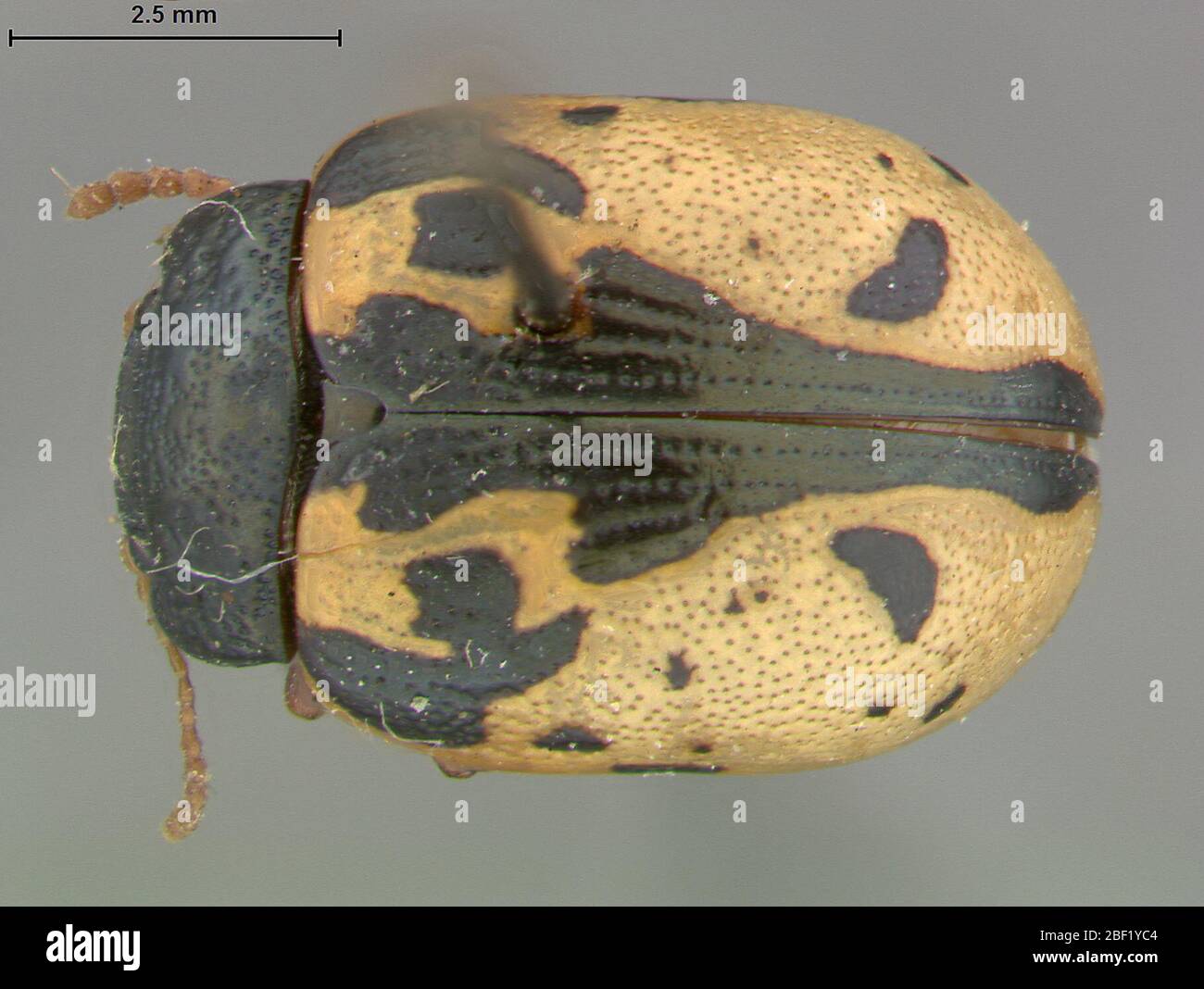 Calligrapha rowena. 2 Mar 20171 Stock Photo - Alamy