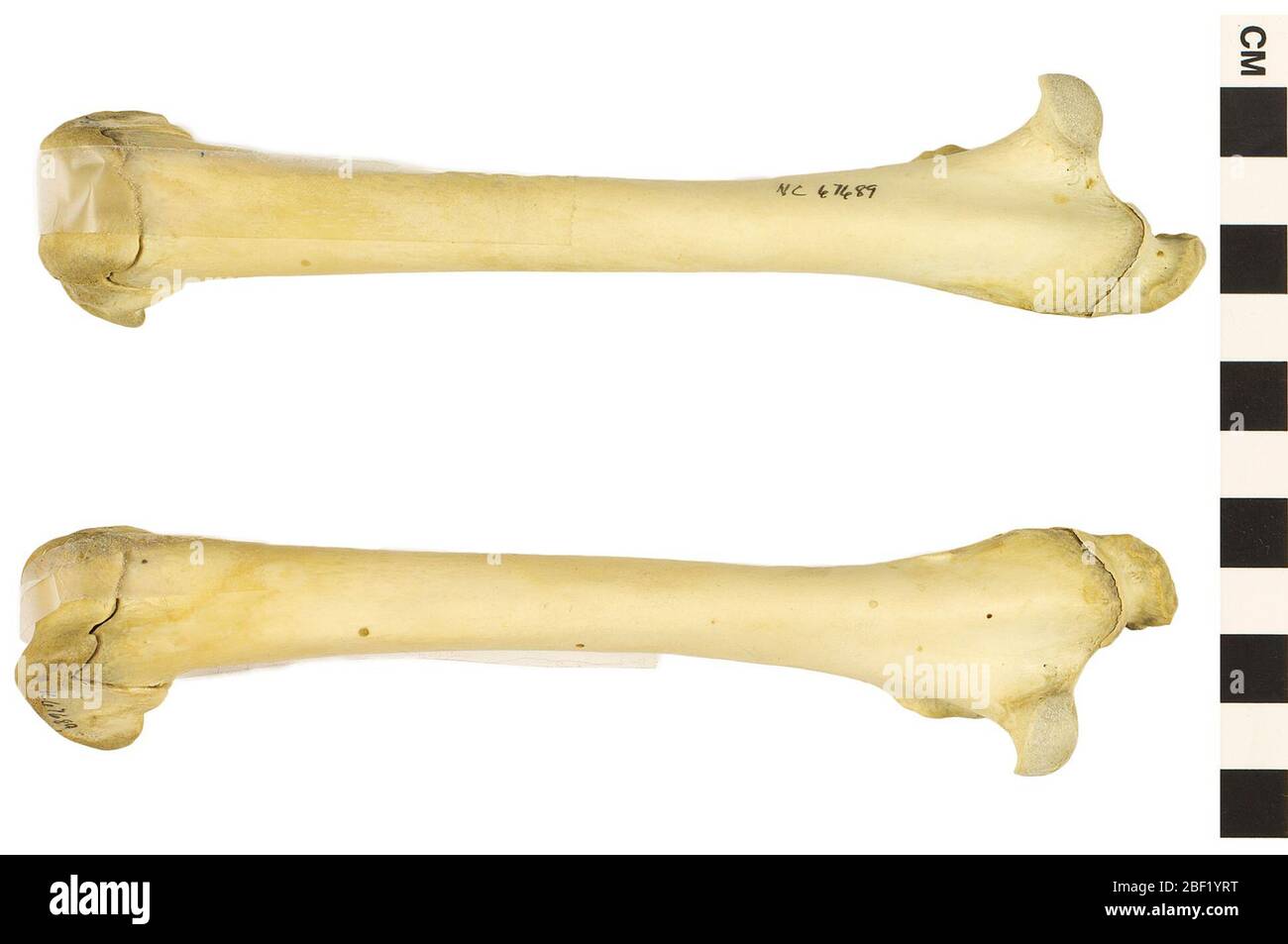 Kangaroo Leg Bones