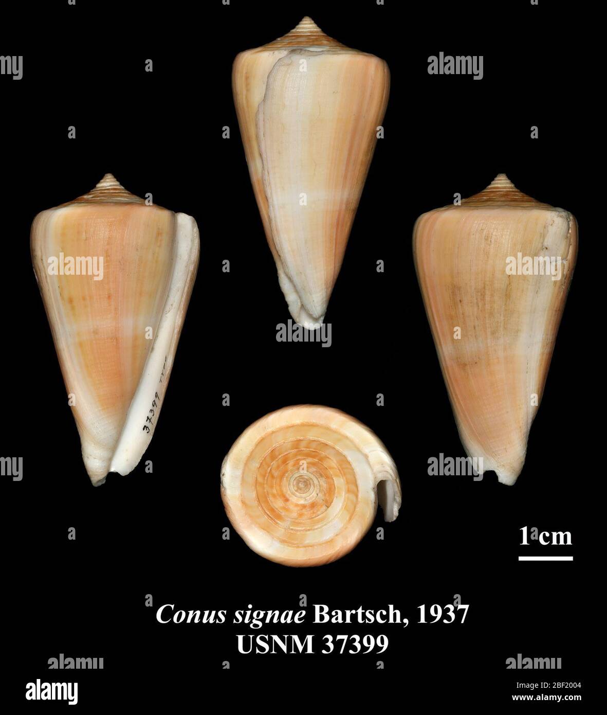 Conus signae. 11 Mar 20191 Stock Photo - Alamy