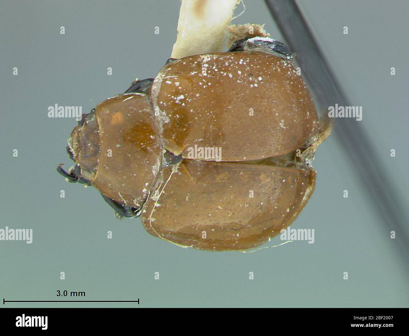 Phaedon hi-res stock photography and images - Alamy