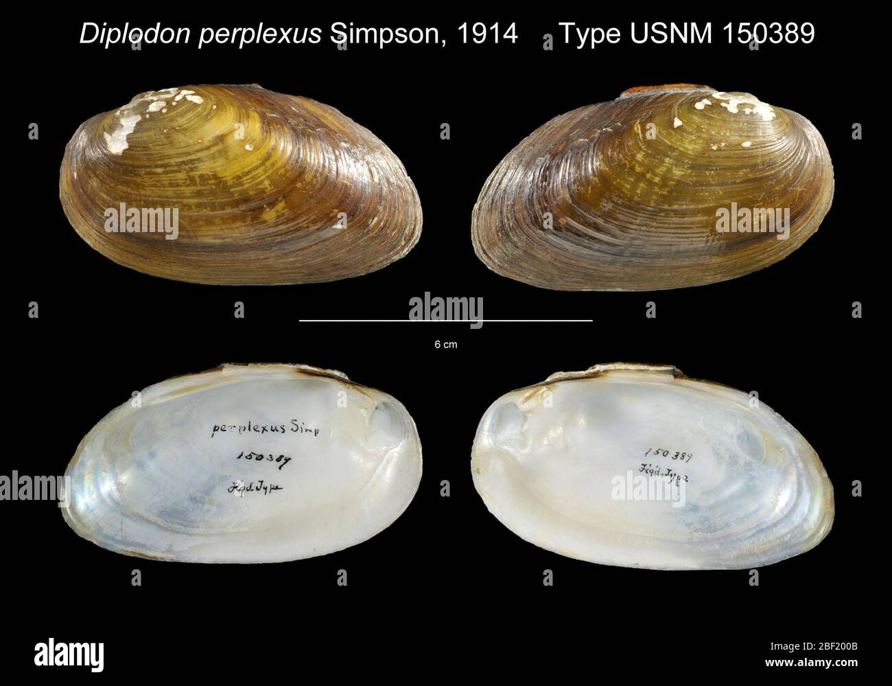 Perplexus High Resolution Stock Photography and Images - Alamy