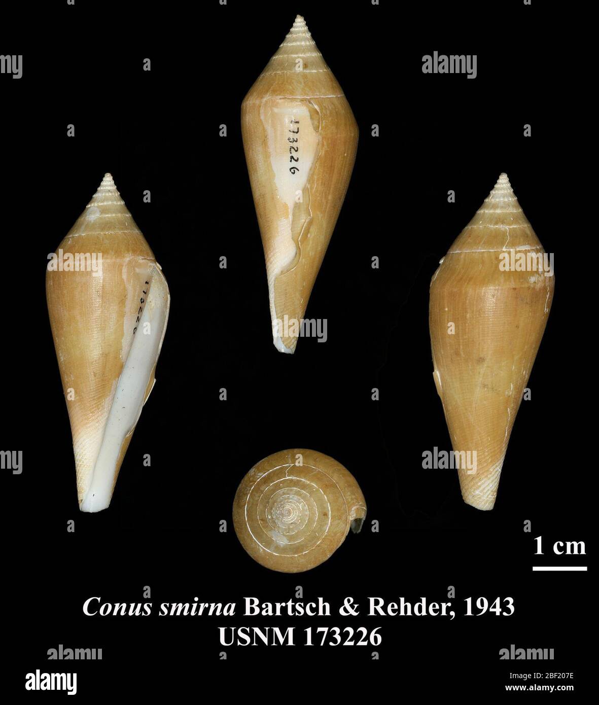 Smirna hi-res stock photography and images - Alamy