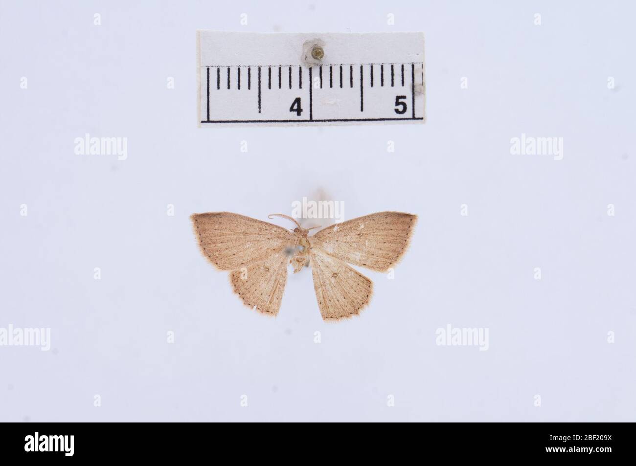 Ephyra jellyfish hi-res stock photography and images - Alamy