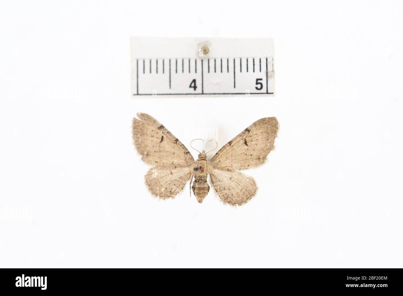 Moth scale wing Cut Out Stock Images & Pictures - Alamy
