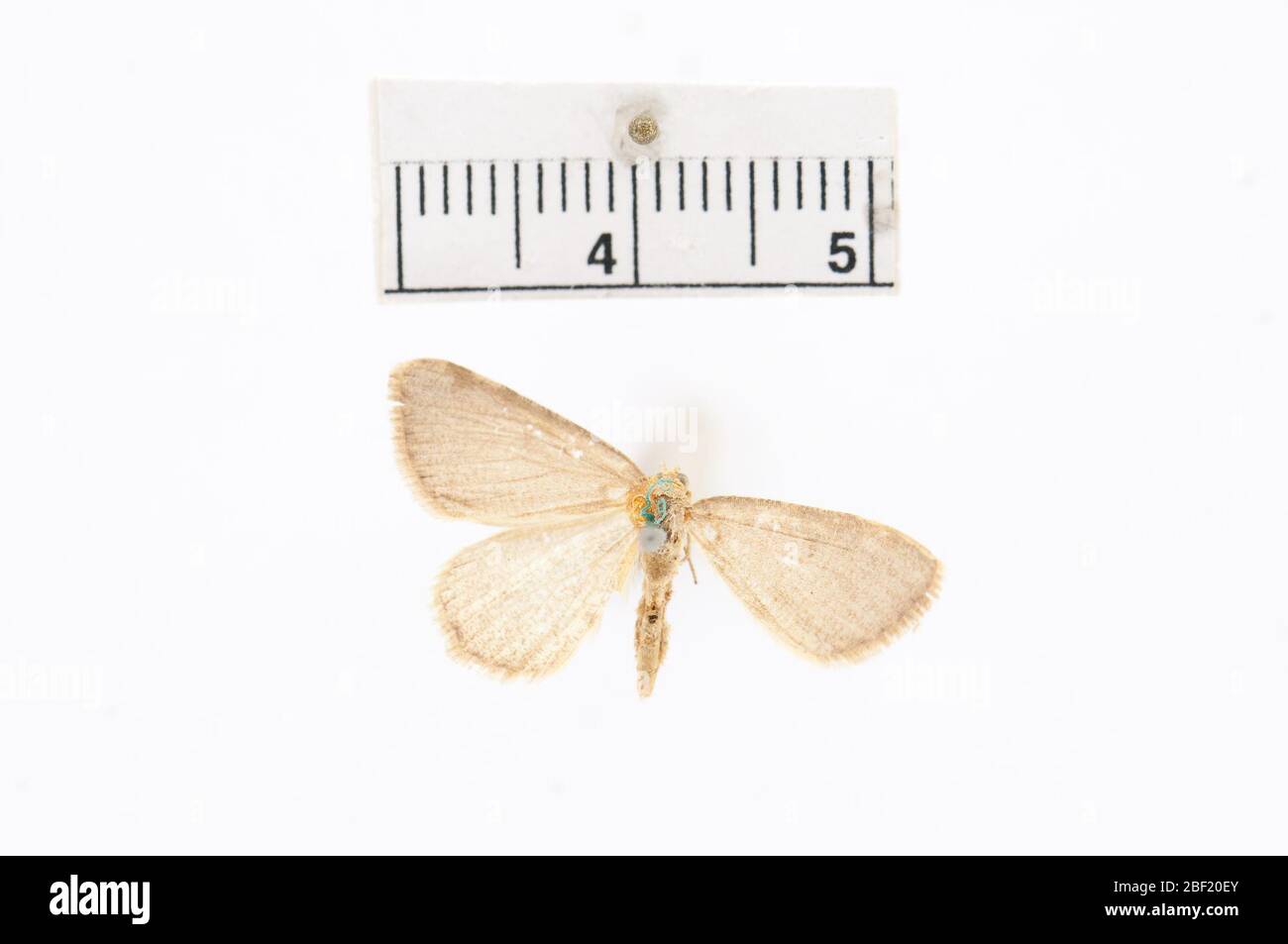 Regions biodiversity Cut Out Stock Images & Pictures - Alamy