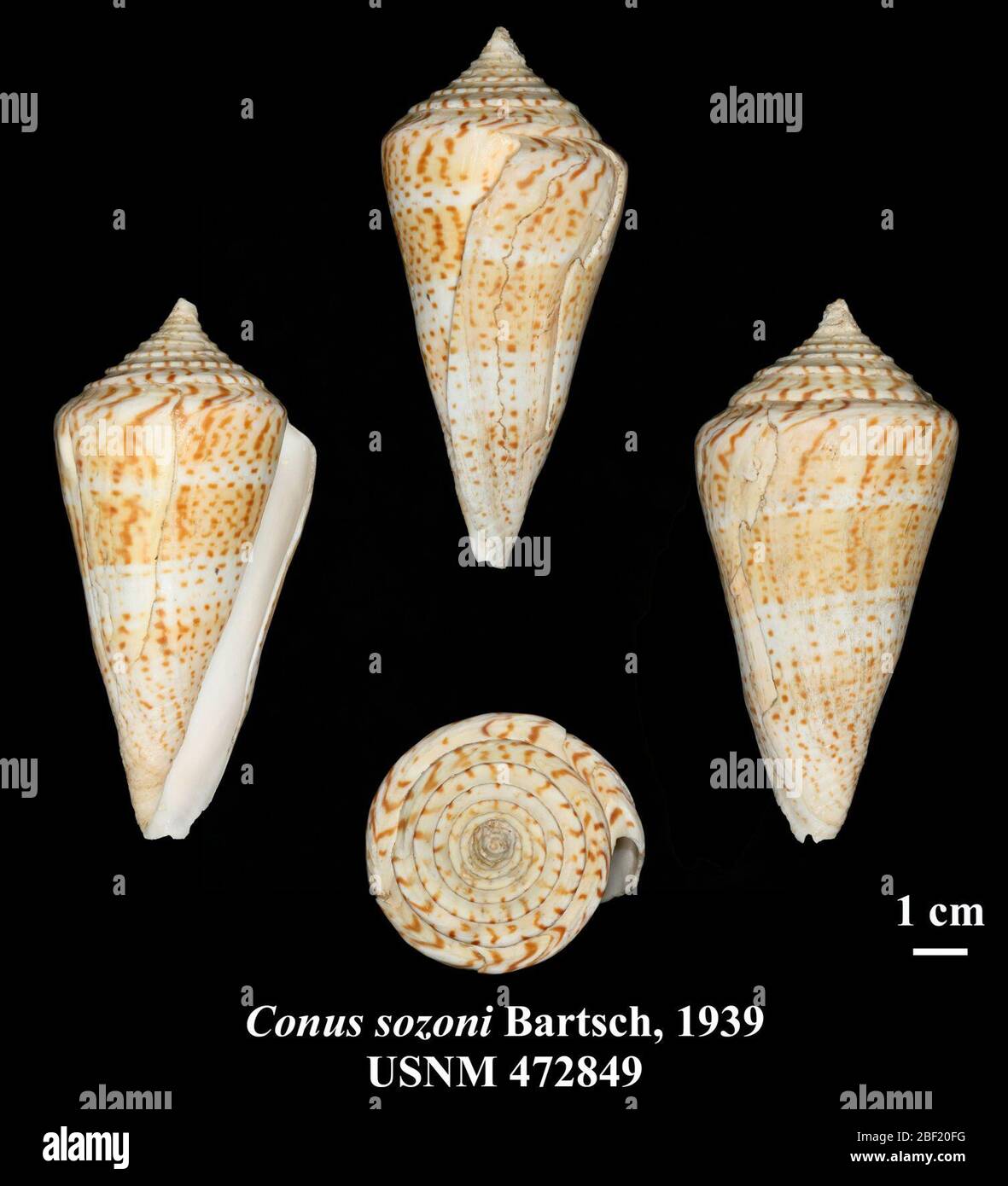 Conus sozoni hi-res stock photography and images - Alamy