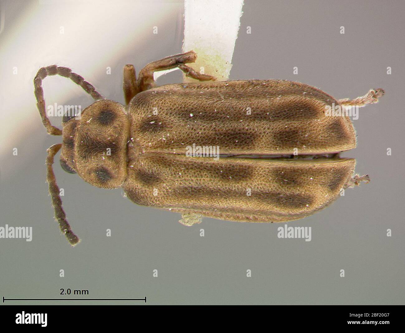 Galerucella cyclopea. Dissection on point2 Mar 20171 Stock Photo - Alamy