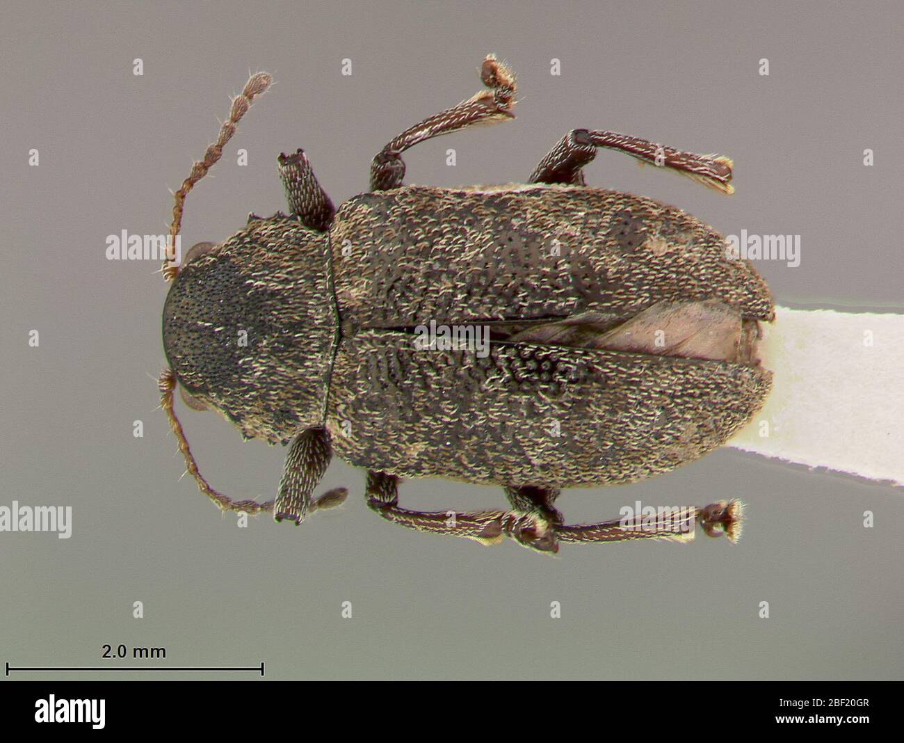 Myochrous hi-res stock photography and images - Alamy