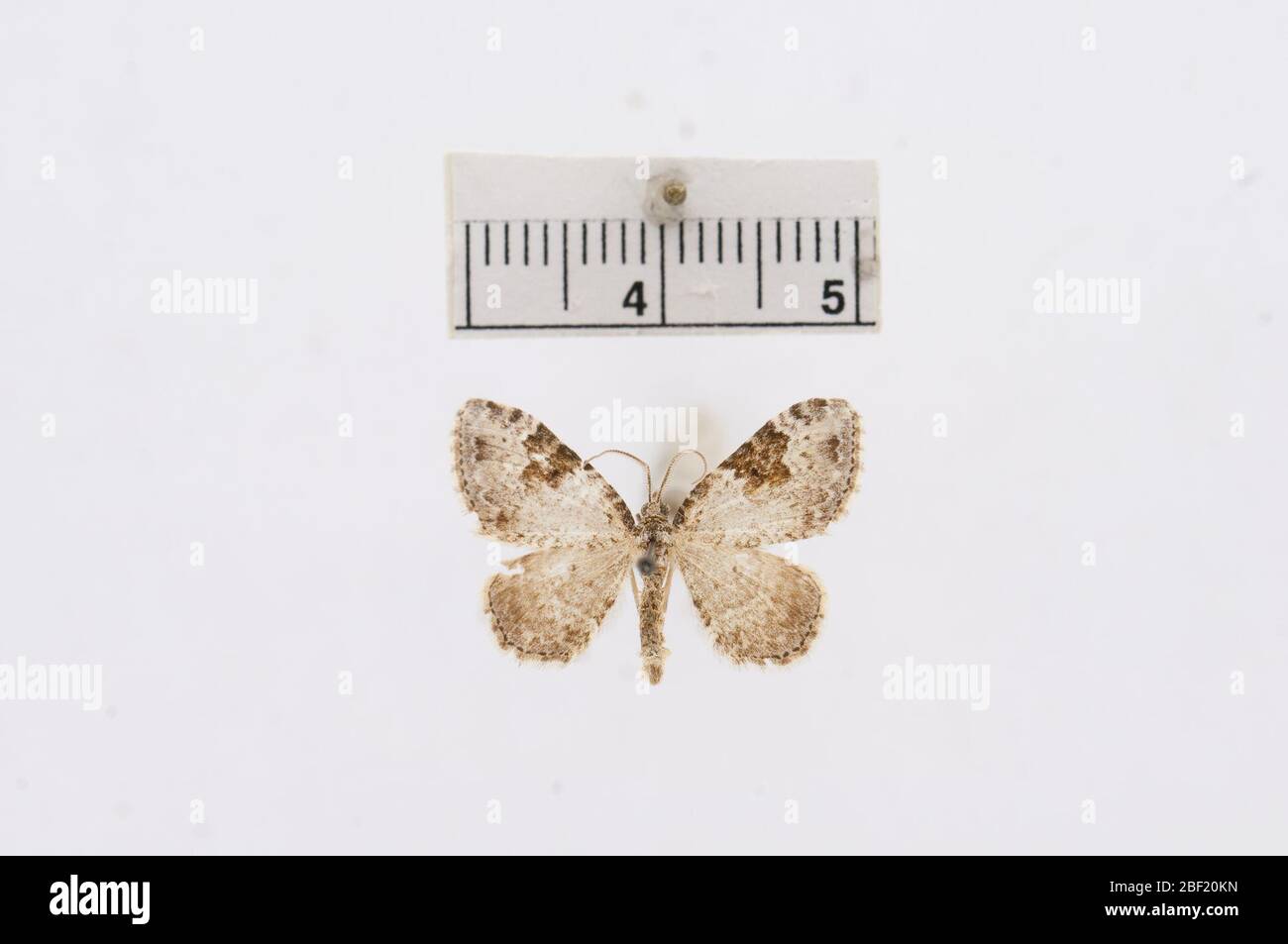 Xanthorhoe planata. 9 Feb 20181 Stock Photo - Alamy