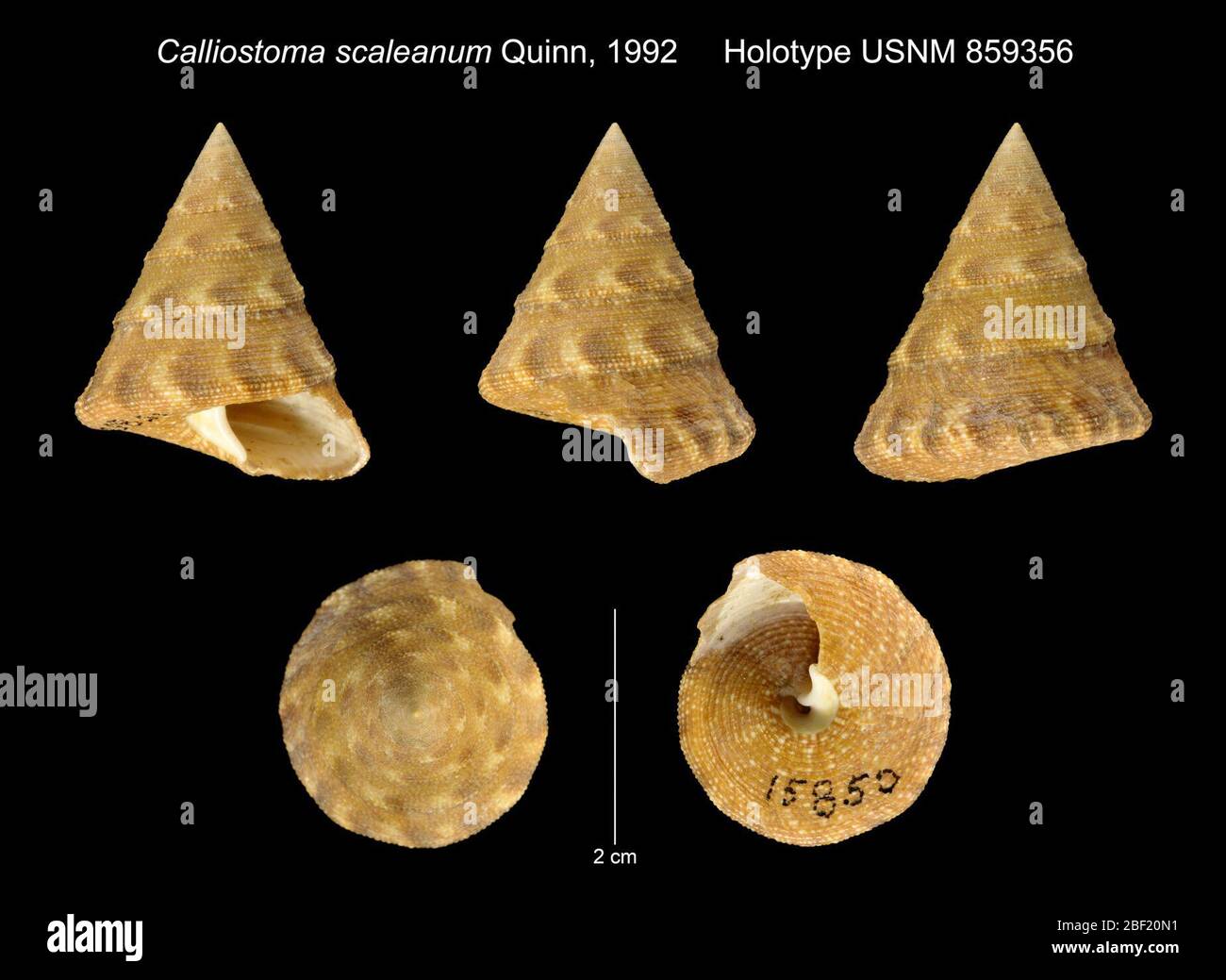 Calliostoma scalenum. 20 Jan 20161 Stock Photo - Alamy