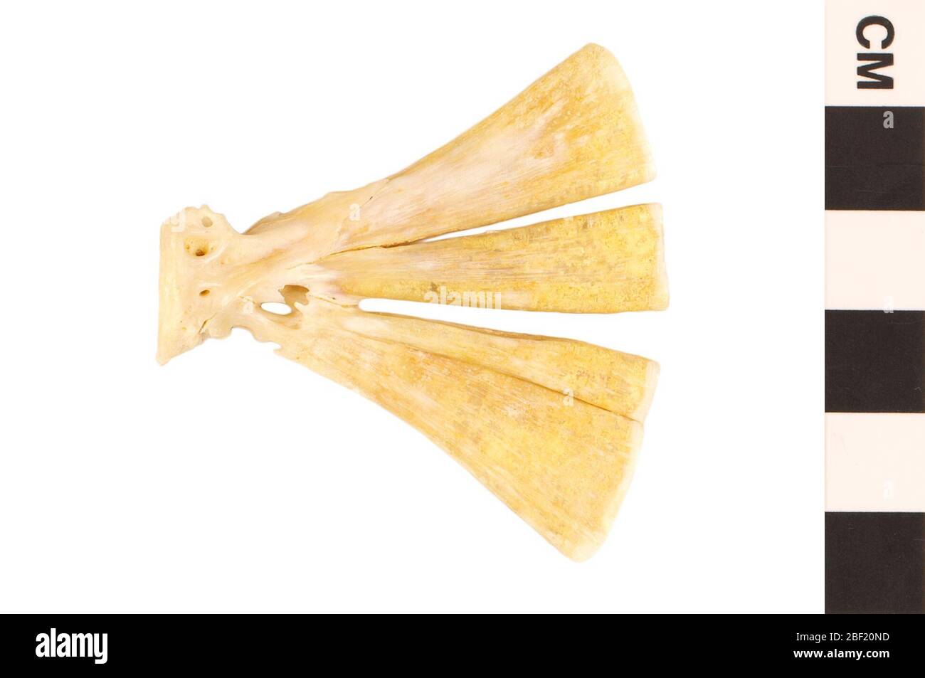 Bony fish hi-res stock photography and images - Alamy