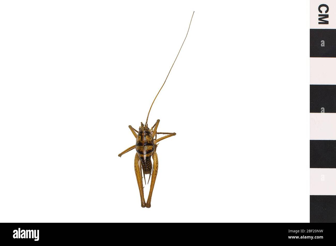 Cave cricket hi-res stock photography and images - Alamy
