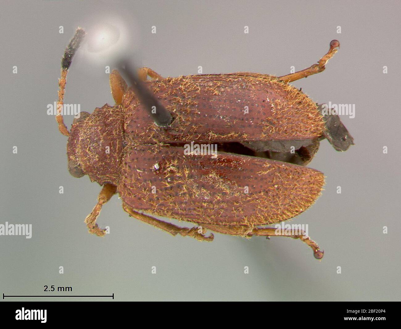 Denticollis hi-res stock photography and images - Alamy