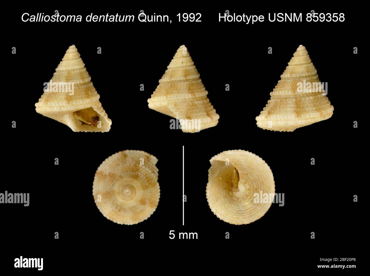 Calliostoma hi-res stock photography and images - Alamy