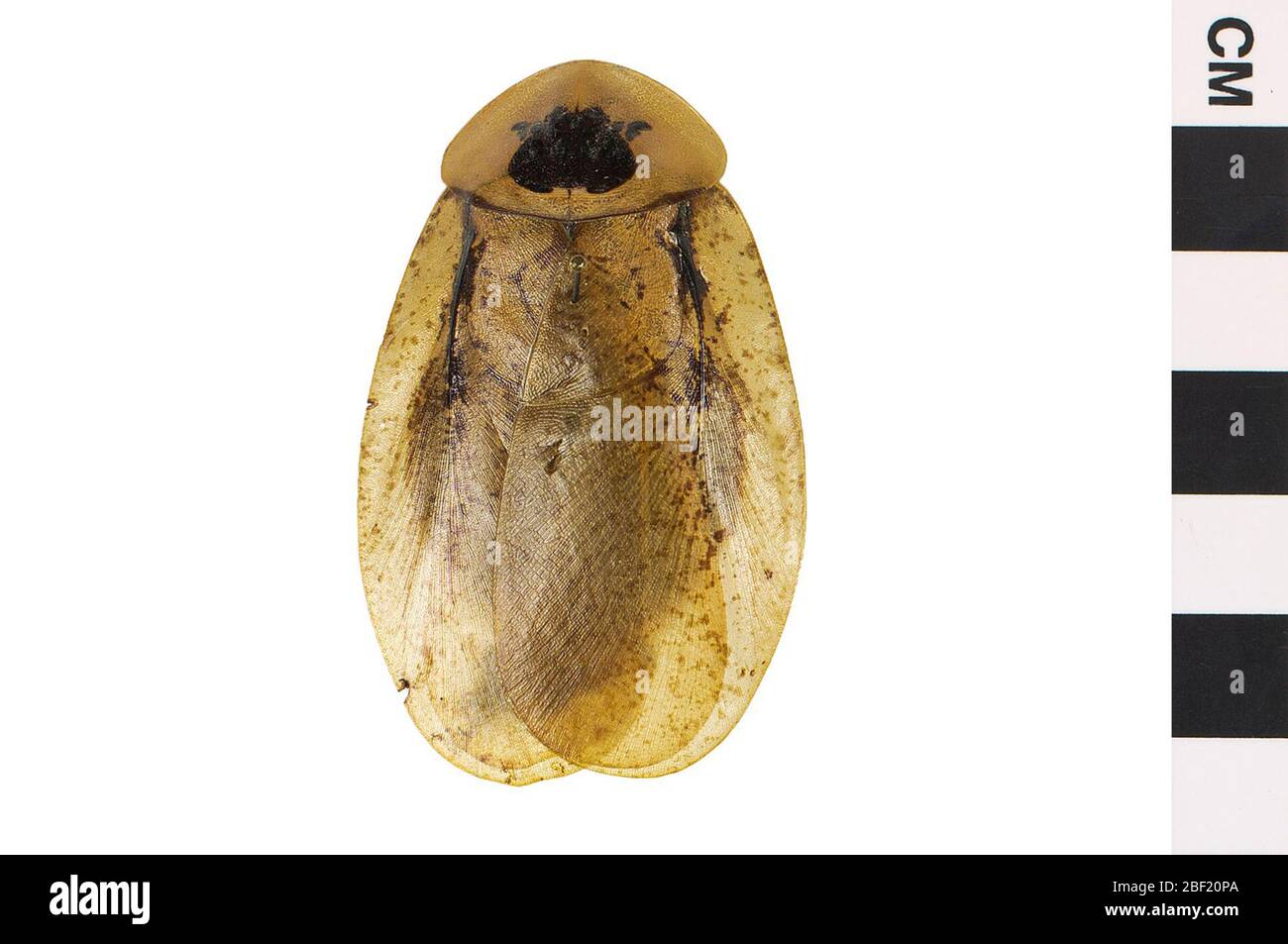 Cockroach. This object is part of the Education and Outreach collection ...