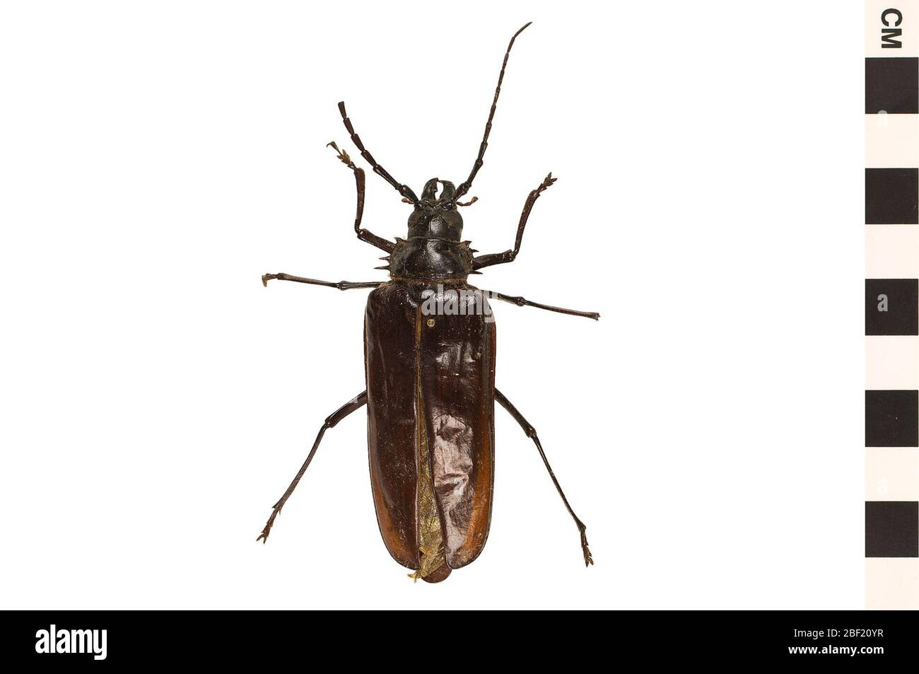 Root borer hi-res stock photography and images - Alamy