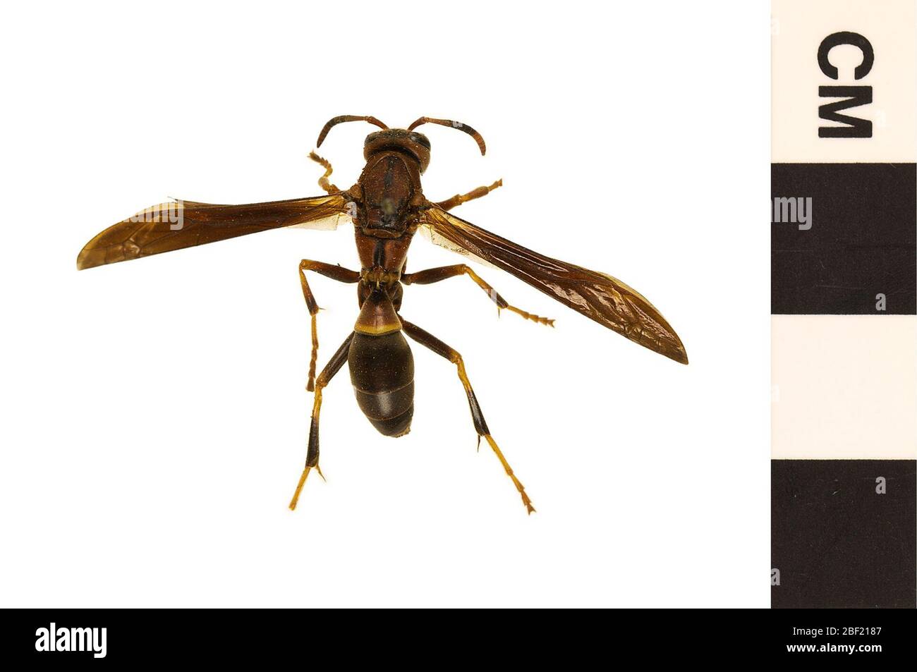 Jack spaniard paper wasp hi-res stock photography and images - Alamy