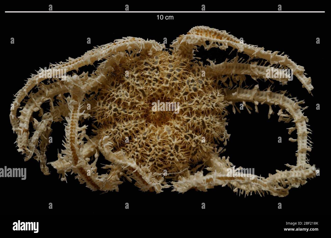 Nutrix hi-res stock photography and images - Alamy
