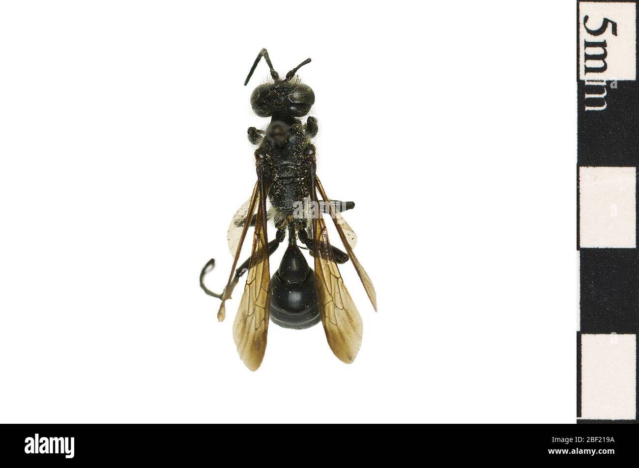 Wasp morphology hi-res stock photography and images - Alamy