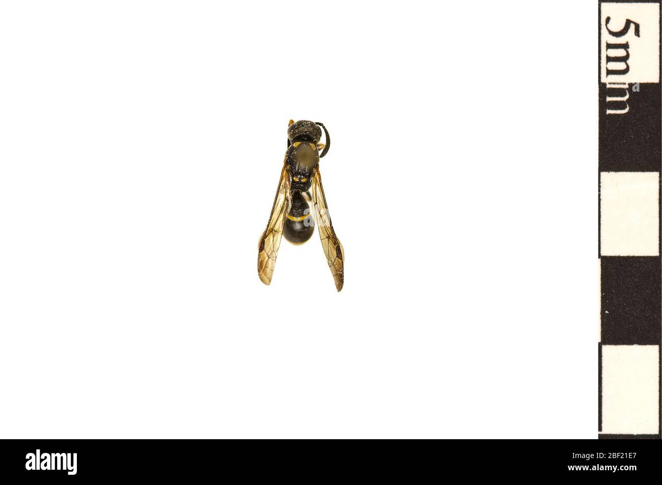 Wasp morphology hi-res stock photography and images - Alamy