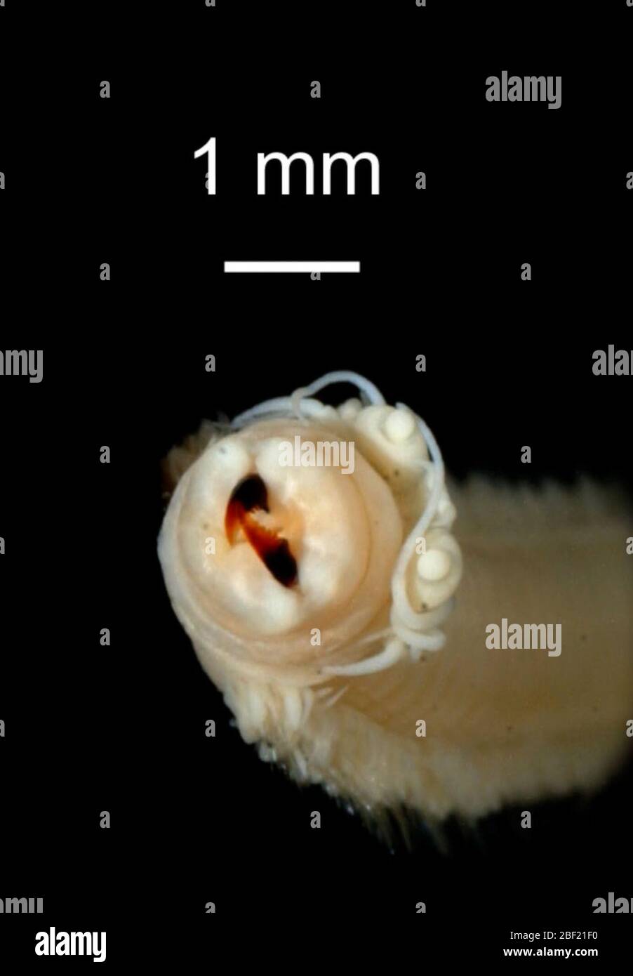 Nicon hi-res stock photography and images - Alamy