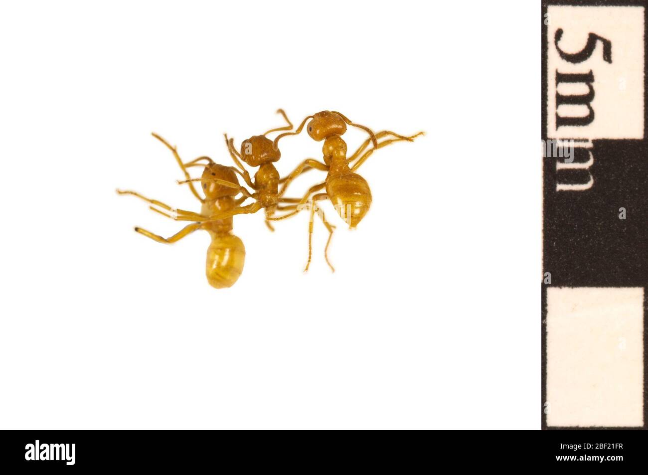 Yellow ant hi-res stock photography and images - Alamy