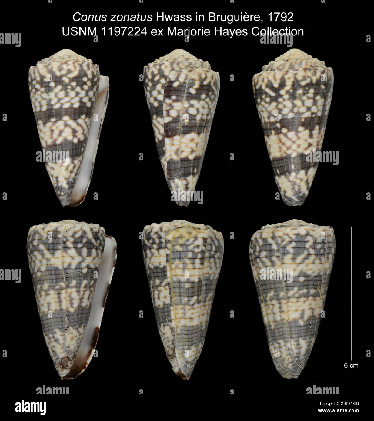 Zonatus hi-res stock photography and images - Alamy