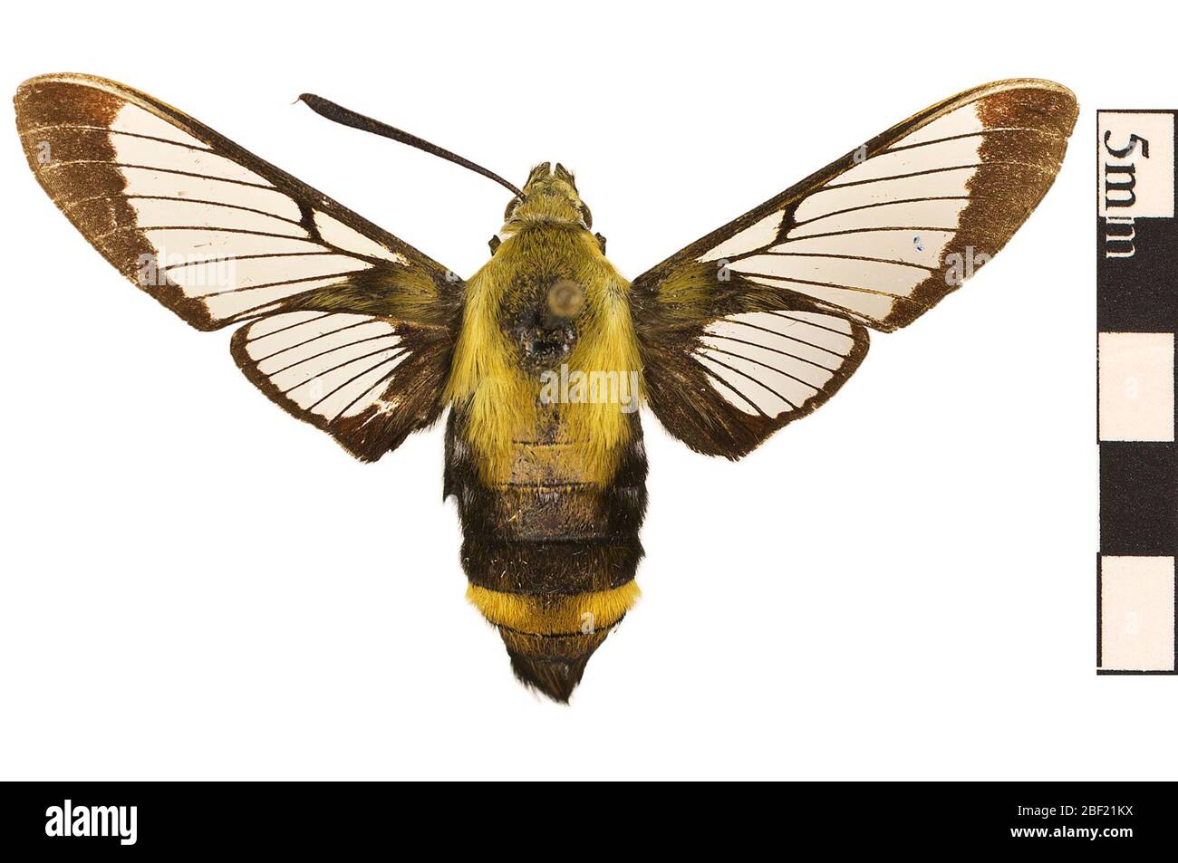 Clearwing sphinx moth hi-res stock photography and images - Alamy