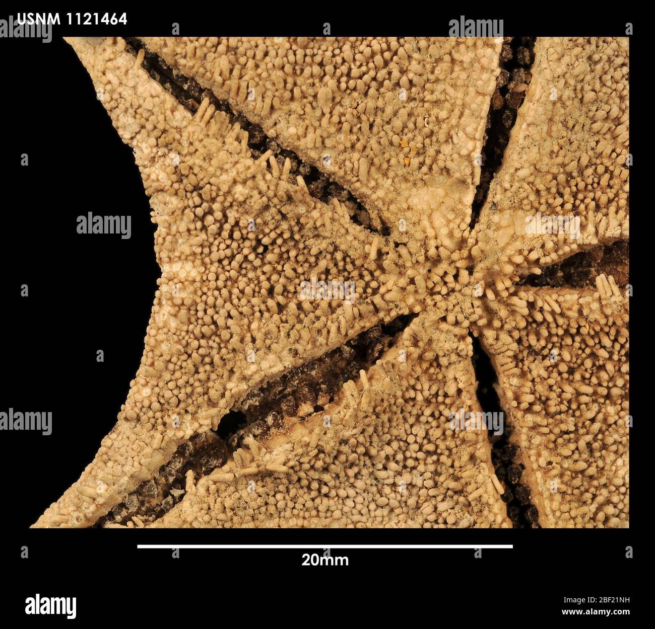 Anomalus High Resolution Stock Photography and Images - Alamy