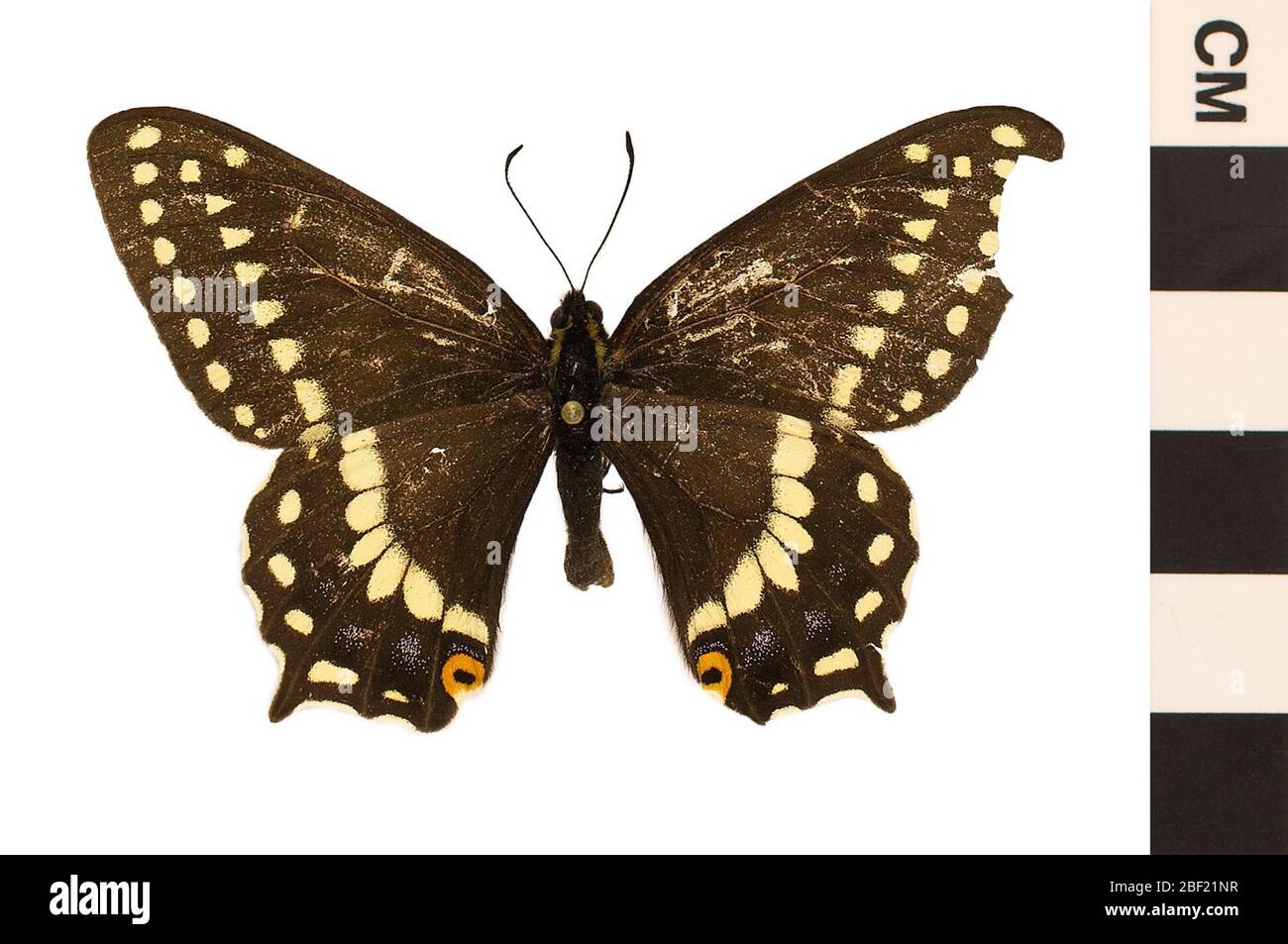 Indra swallowtail butterfly papilio indra hi-res stock photography and ...